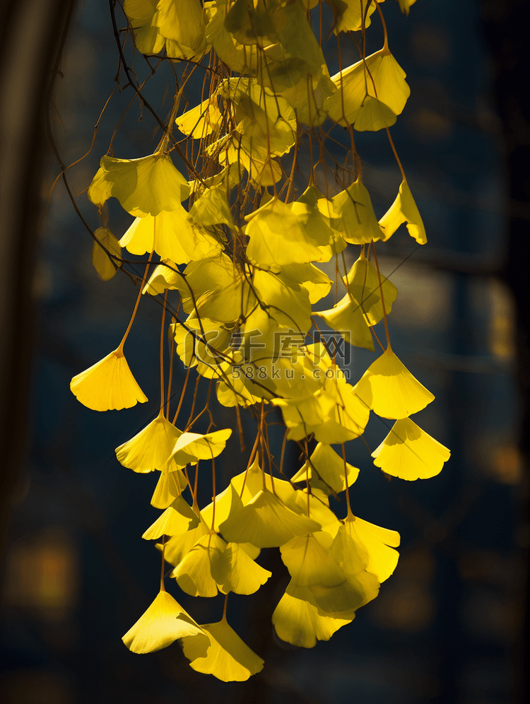秋天金色银杏叶背景高清摄影大图-千库网