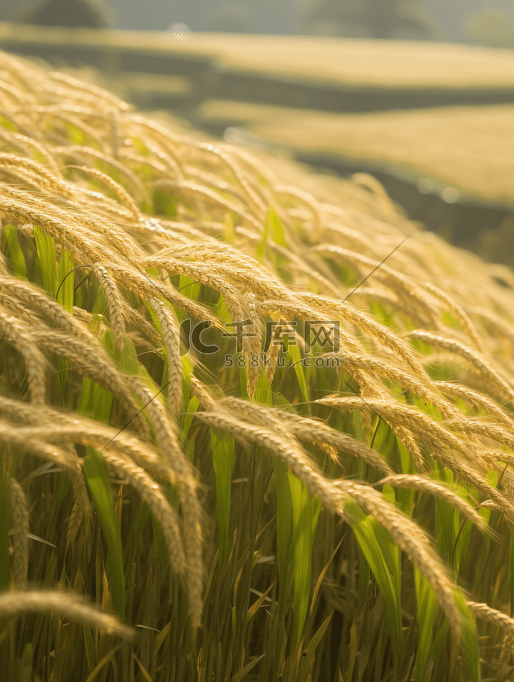 秋天丰收的稻田摄影高清摄影大图-千库网