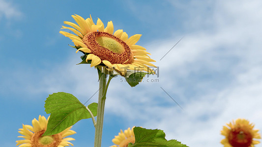 实拍蓝天白云盛开的向日葵自然风景高清摄影大图-千库网