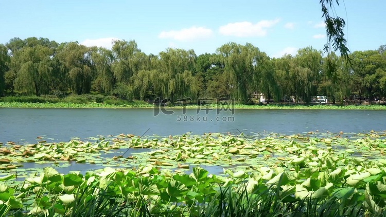 实拍北京非遗圆明园莲池晴朗蓝天高清摄影大图-千库网