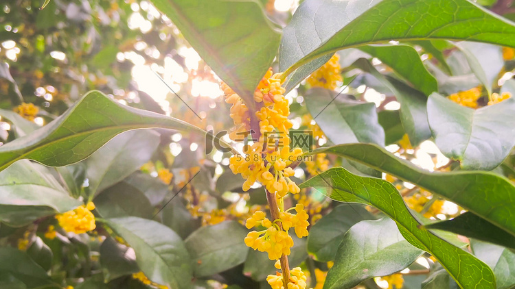 实拍秋天植物桂花金桂花高清摄影大图-千库网