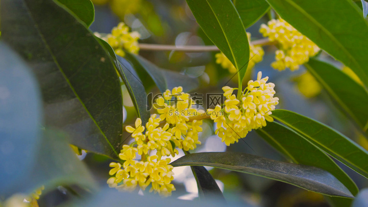 实拍秋天植物桂花金桂花高清摄影大图-千库网