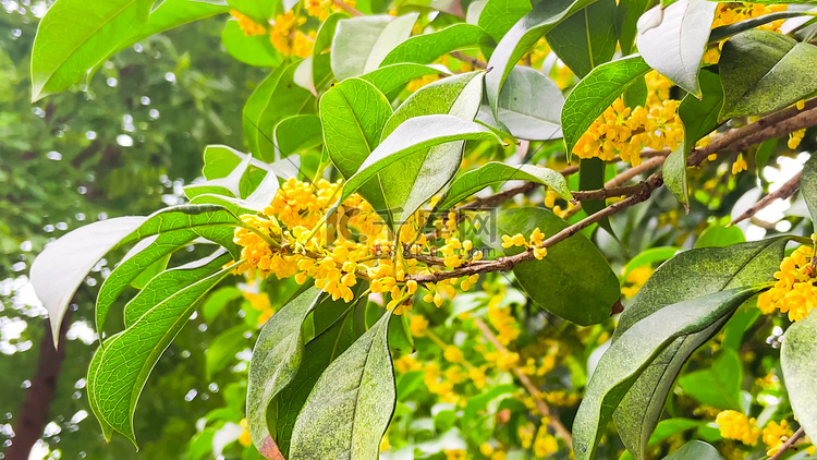 实拍秋天植物桂花金桂花高清摄影大图-千库网