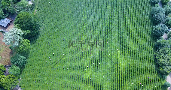茶园茶农采茶农业种植航拍高清摄影大图-千库网