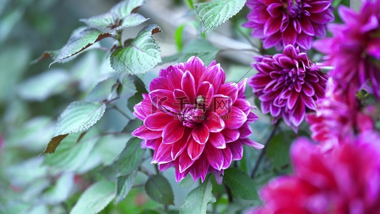 实拍夏日盛开的花朵风光自然风景高清摄影大图-千库网