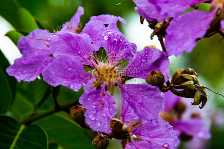 紫金花紫兰花高清摄影大图-千库网