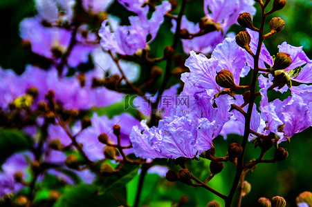 紫金花紫兰花高清摄影大图-千库网