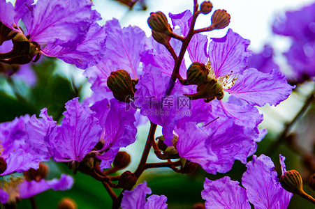 紫金花紫兰花高清摄影大图-千库网