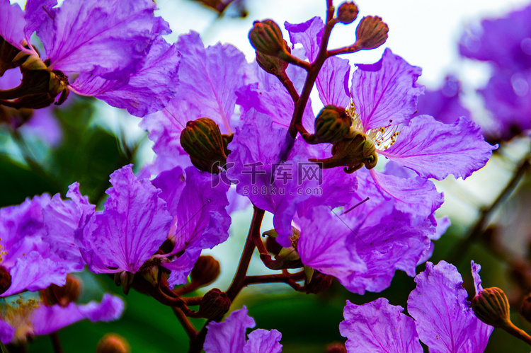 紫金花紫兰花高清摄影大图-千库网