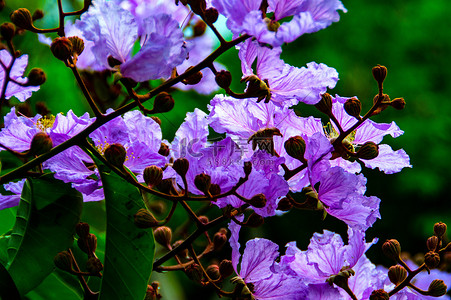 紫金花紫兰花高清摄影大图-千库网