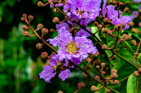 紫金花紫兰花高清摄影大图-千库网