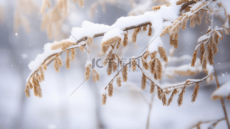 冬季被冰雪覆盖的枝叶高清摄影大图-千库网
