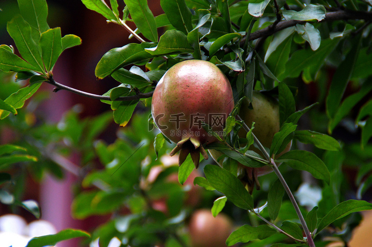 水果树石榴果树石榴树图片摄影图高清摄影大图-千库网