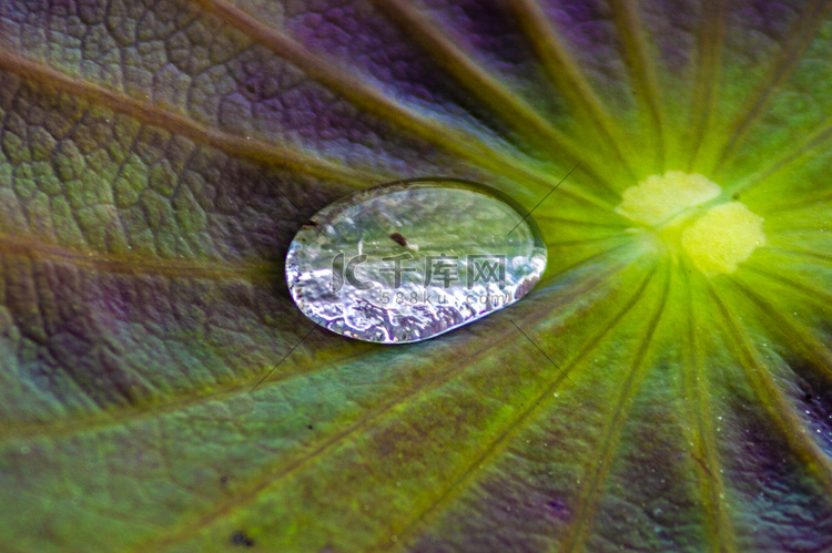 荷叶上的露珠水珠高清图片摄影图高清摄影大图-千库网