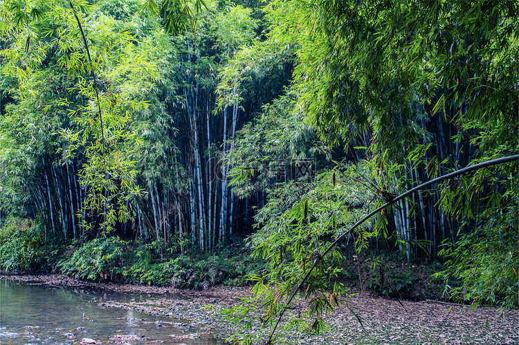 茂密的竹子竹林高清图片高清摄影大图-千库网