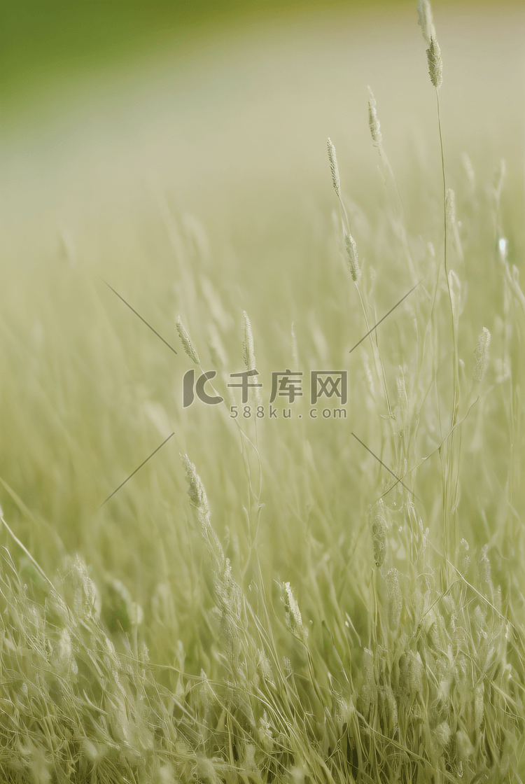 春天草地上的野草野花图片16高清摄影大图-千库网