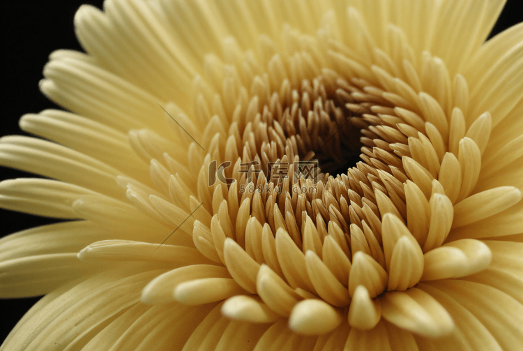 秋季盛开的菊花图片66高清摄影大图-千库网