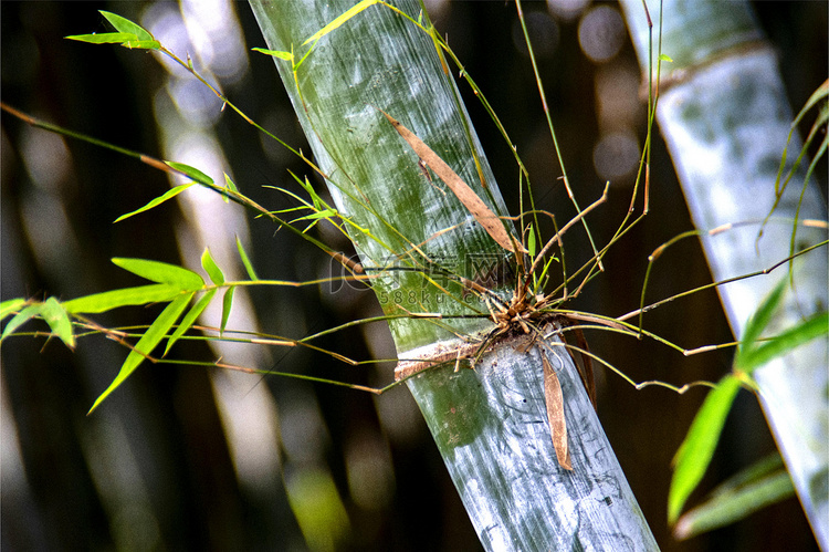 竹子竹叶特写高清图片高清摄影大图-千库网