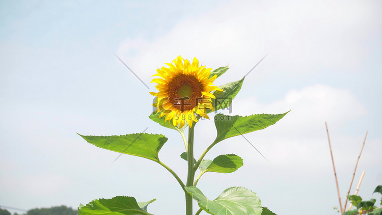 实拍夏天蓝天下的向日葵自然风景高清摄影大图-千库网