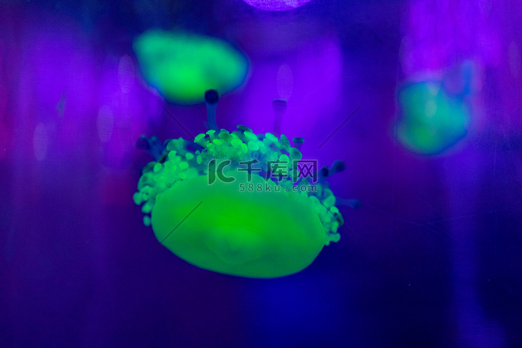 水族馆海洋动物鱼类绿色水母海洋生物图片高清摄影大图-千库网