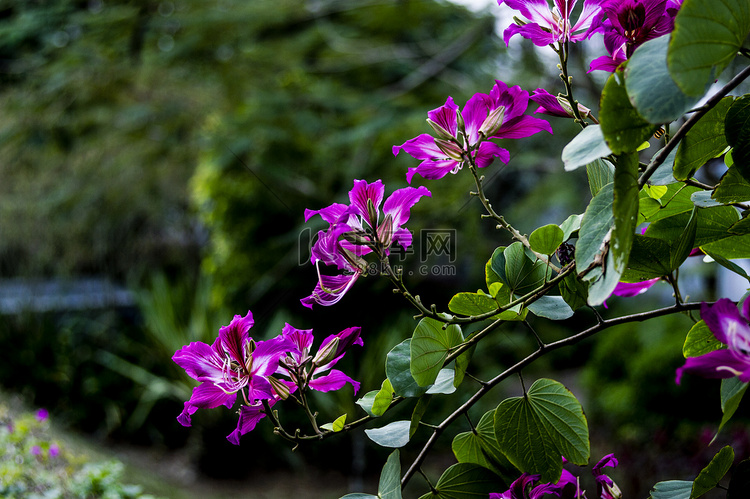 鲜花紫荆花观赏实拍风光高清摄影大图-千库网