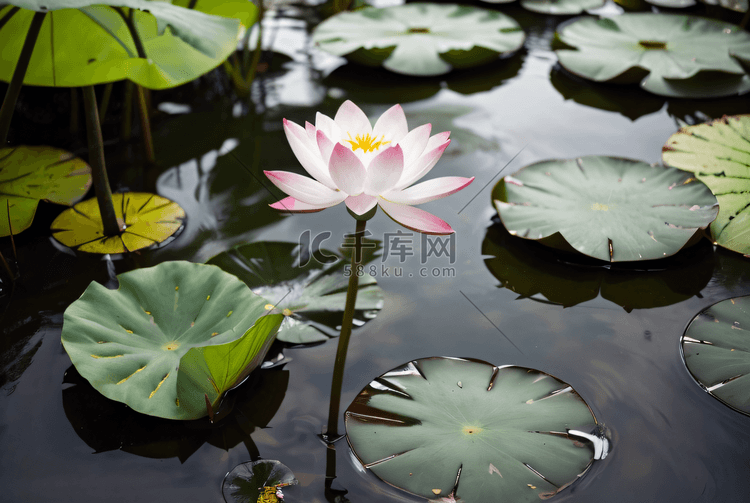 夏天立夏荷塘荷花莲花盛开摄影配图5高清摄影大图-千库网