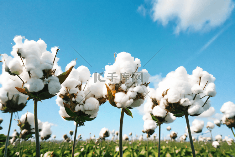 秋季成熟的白色棉花摄影图片5高清摄影大图-千库网