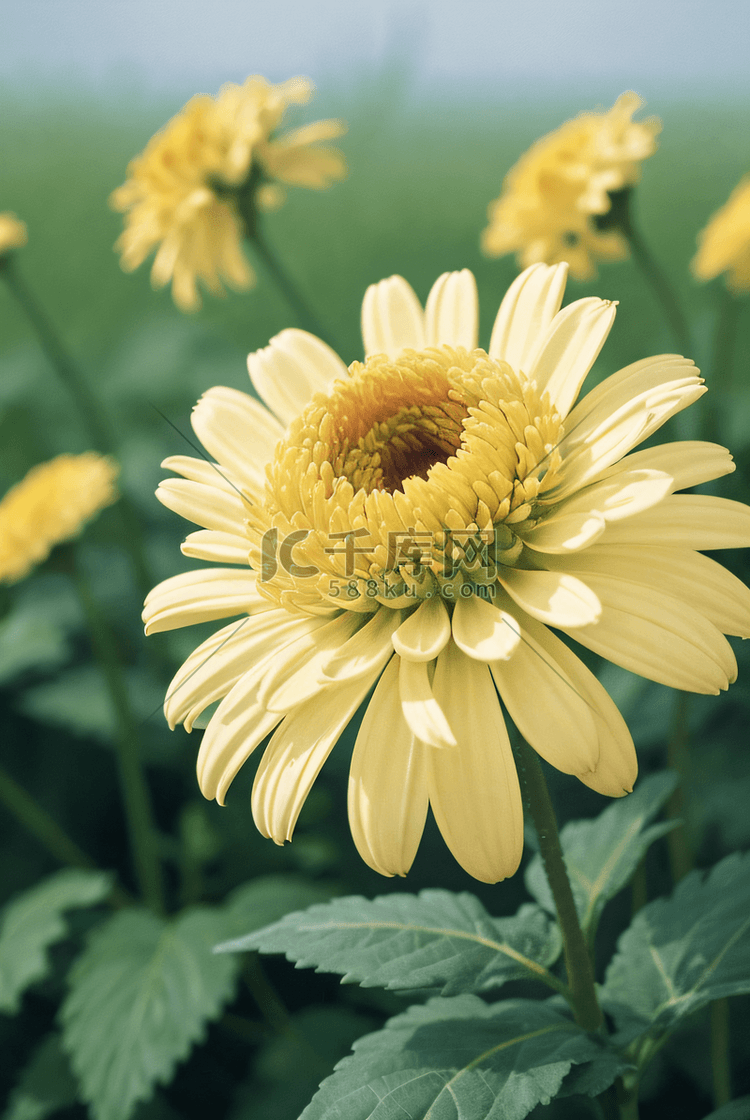 秋天盛开的菊花高清摄影配图4高清摄影大图-千库网