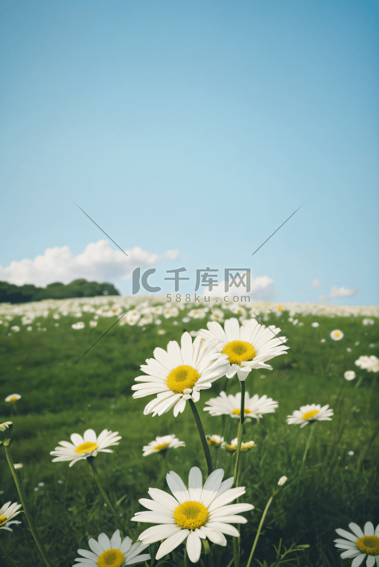 春日里阳光下盛开的雏菊摄影图0高清摄影大图-千库网