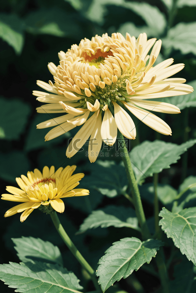 秋天盛开的菊花高清摄影配图3高清摄影大图-千库网