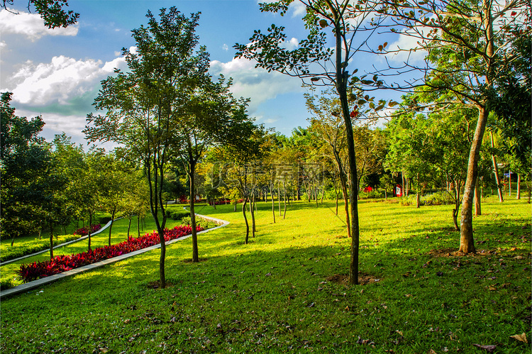 公园里的树木高清摄影大图-千库网