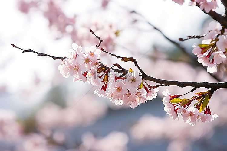 田野里看到樱花盛开的树枝背景图片免费下载_海报banner/高清大图_千库网(图片编号7082249)
