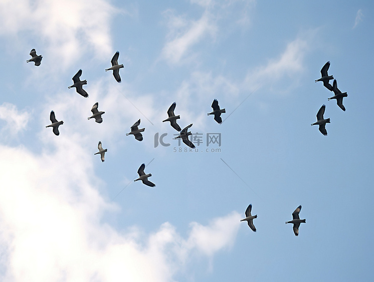大群的鸟儿在天空中飞翔背景图片免费下载_海报banner/高清大图_千库网(图片编号7113537)