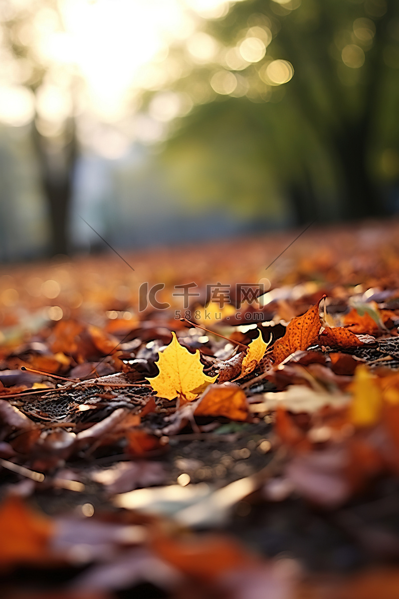 公园地上的树叶背景图片免费下载_海报banner/高清大图_千库网(图片编号7164254)