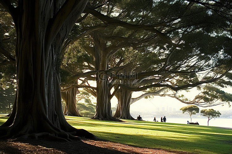 大树的大树干，草丛中的人在树干之间背景图片免费下载_海报banner/高清大图_千库网(图片编号7112302)