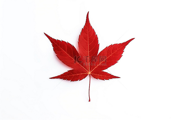 红色枫叶白色背景图片免费下载_海报banner/高清大图_千库网(图片编号7117559)