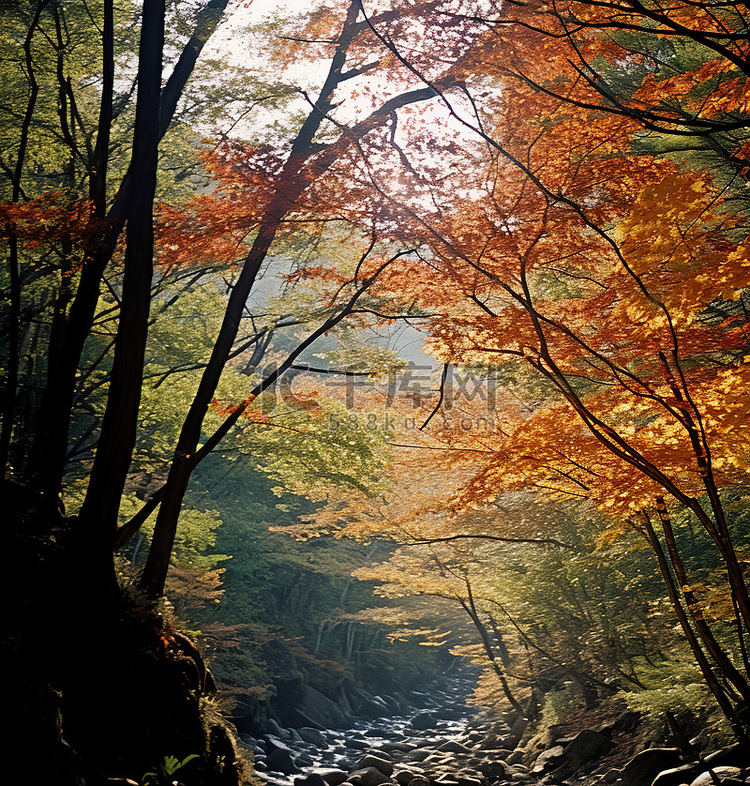 秋叶和阳光透过峡谷底部的高大树木照耀背景图片免费下载_海报banner/高清大图_千库网(图片编号7104465)