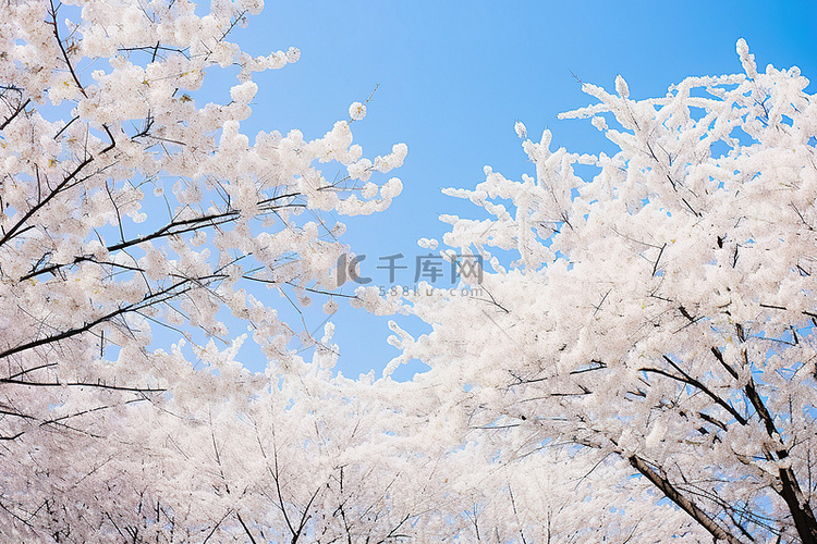 白树在蓝天前绽放背景图片免费下载_海报banner/高清大图_千库网(图片编号7002738)