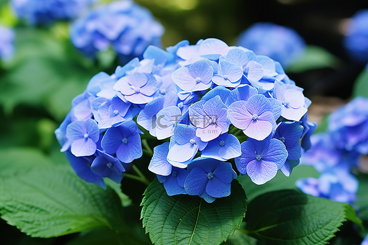 绣球花 绣球花背景图片免费下载_海报banner/高清大图_千库网(图片编号7012664)