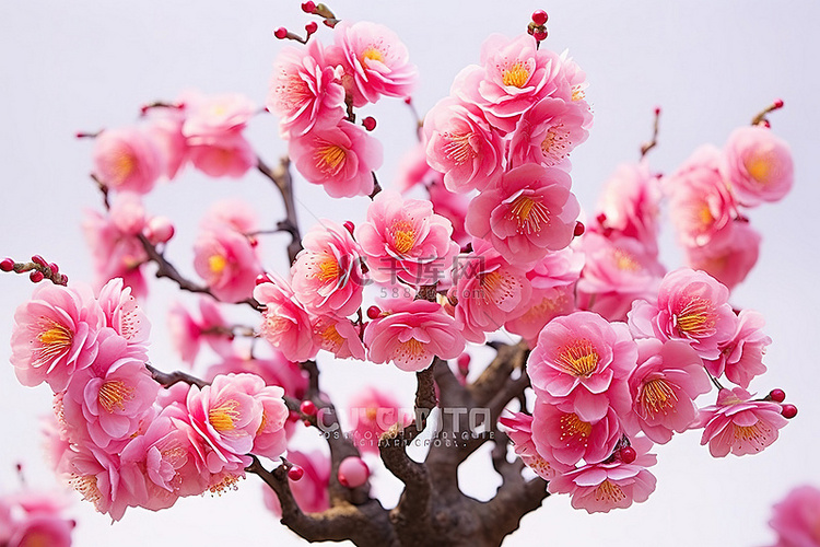 一棵长满粉红色花蕾的树站在阳光下背景图片免费下载 海报banner 高清大图 千库网 图片编号6970194