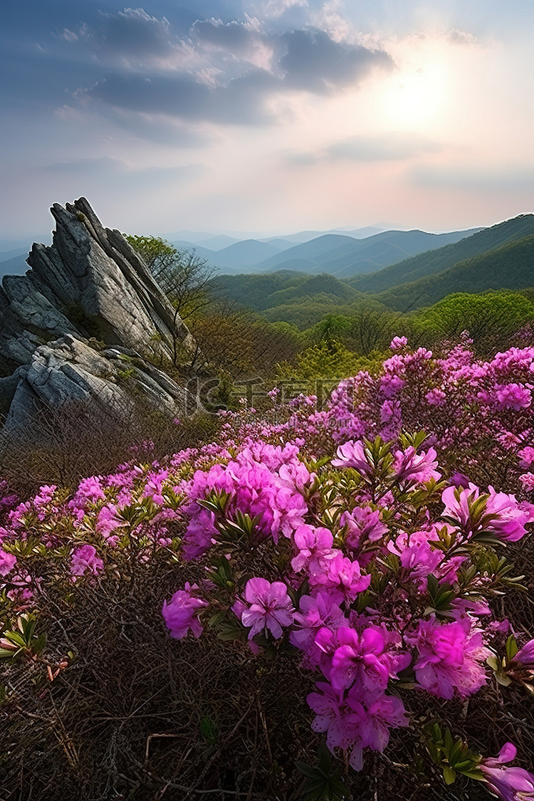 山玫瑰 山花 玫瑰 韩国背景图片免费下载_海报banner/高清大图_千库网(图片编号7081305)