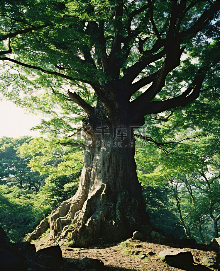 日本 genryo hanpo 大森林树背景图片免费下载_海报banner/高清大图_千库网(图片编号7138770)