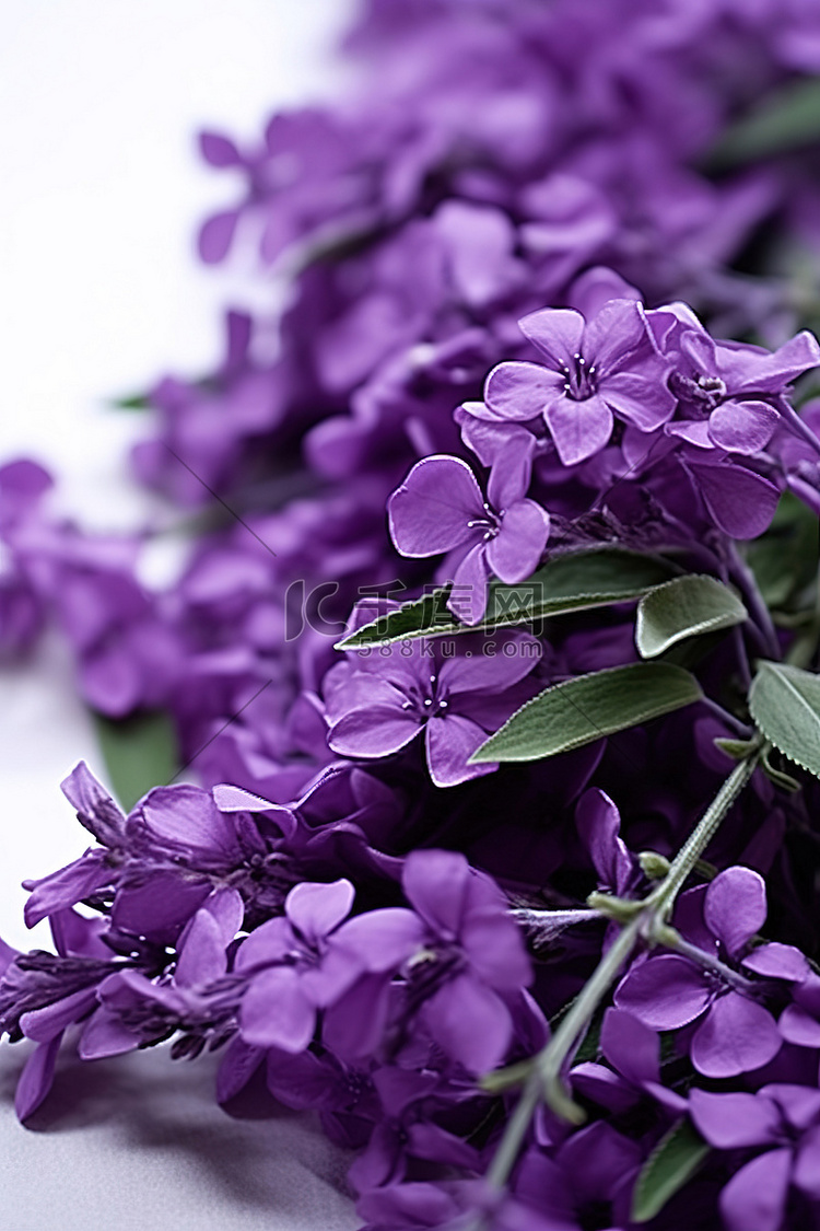 薰衣草叶子里开着紫色的花背景图片免费下载_海报banner/高清大图_千库网(图片编号7143955)