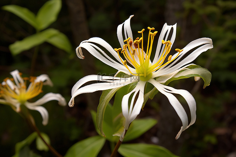 四肢长出一朵白花背景图片免费下载_海报banner/高清大图_千库网(图片编号7075400)