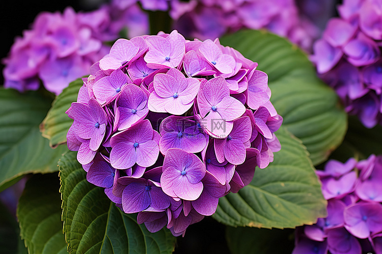 尼泊尔绣球花背景图片免费下载_海报banner/高清大图_千库网(图片编号7006260)