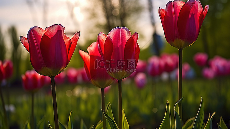 郁金香夏天背景图片免费下载_海报banner/高清大图_千库网(图片编号7097916)