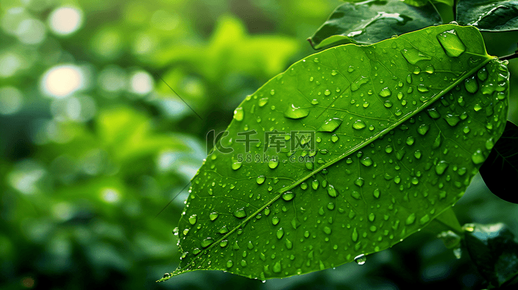 春天嫩绿的树叶摄影立春雨水高清摄影大图-千库网