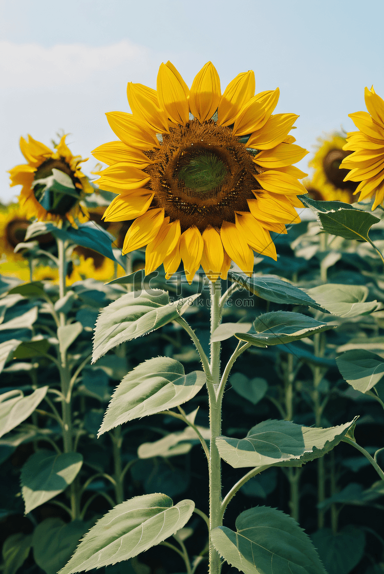 盛开的黄色向日葵摄影图60高清摄影大图-千库网