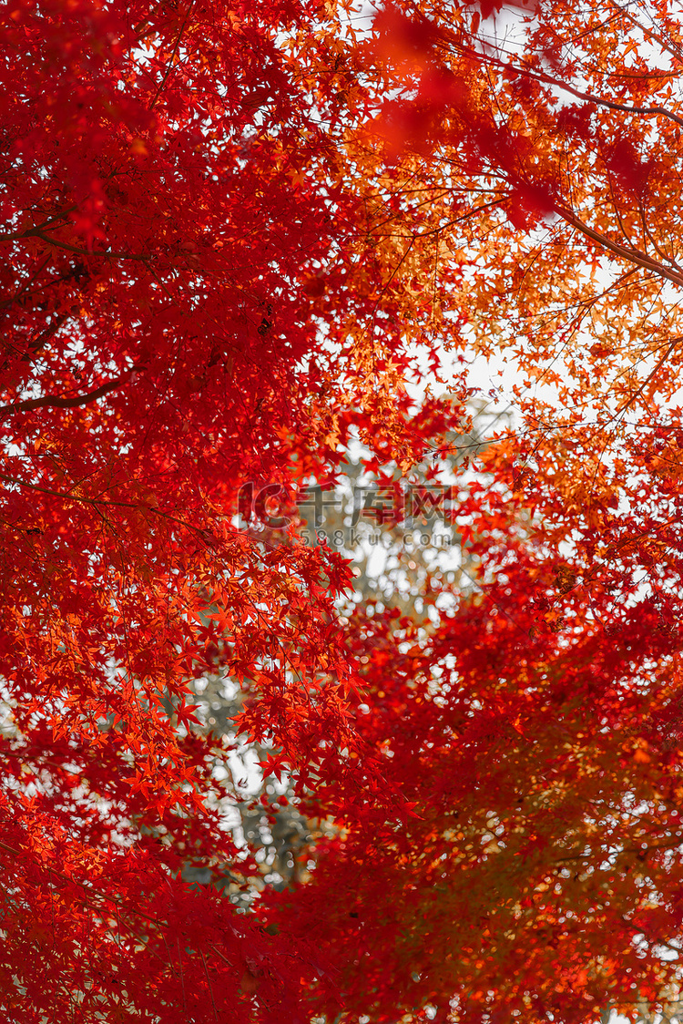 秋日红色枫叶高清摄影大图-千库网