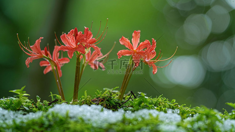小红花彼岸花唯美立体描绘摄影照片温柔高清摄影大图-千库网